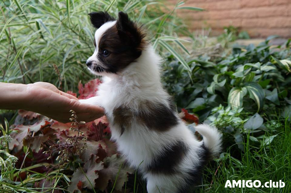 Žemyninis nykštukų spanielis (papillon, falene) папийон šuniukas ...