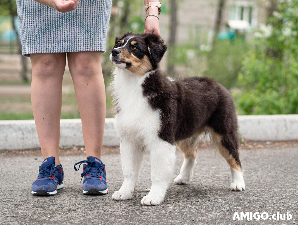 Austraalia lambakoer kutsikas, mees show class FCI Abakan - Lamba - ja ...